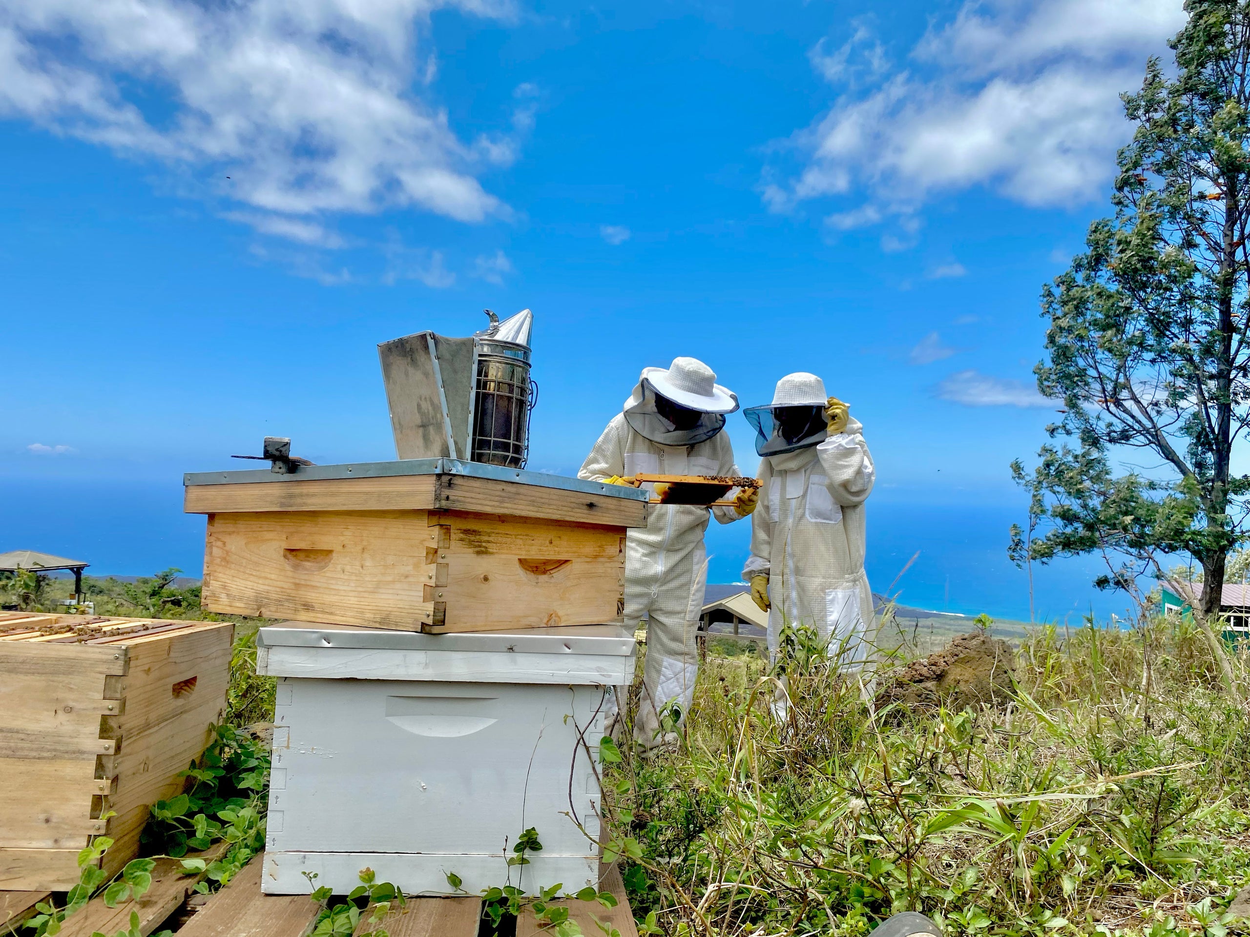 Maui Honeybee Adventure Bee Tour | Maui Honey Bee Sanctuary